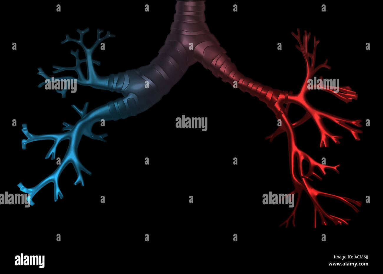 Bronchial Tree High Resolution Stock Photography and Images - Alamy