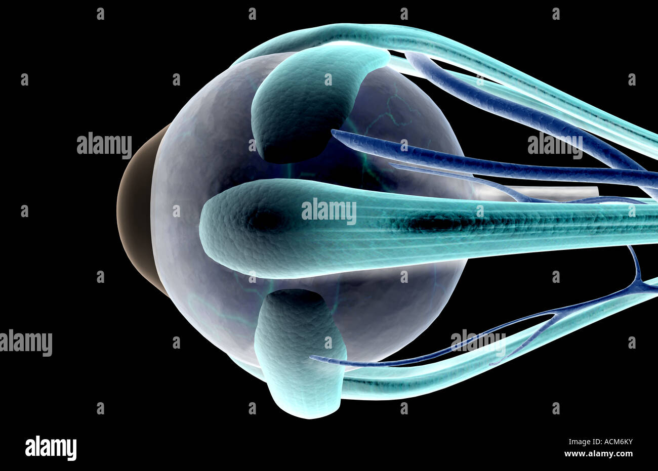 The muscles of the eye Stock Photo - Alamy