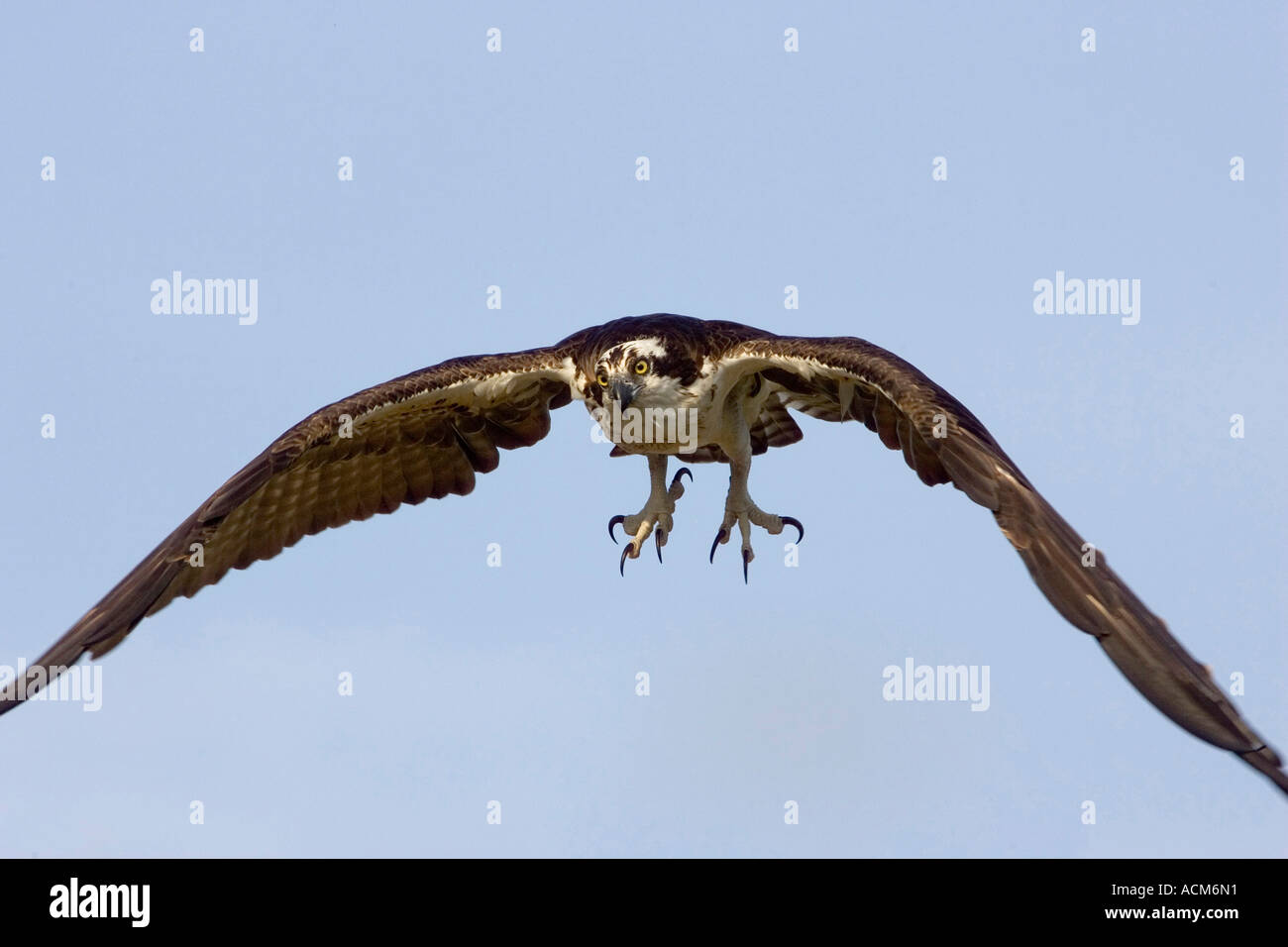 Talons showing in flight hi-res stock photography and images - Alamy