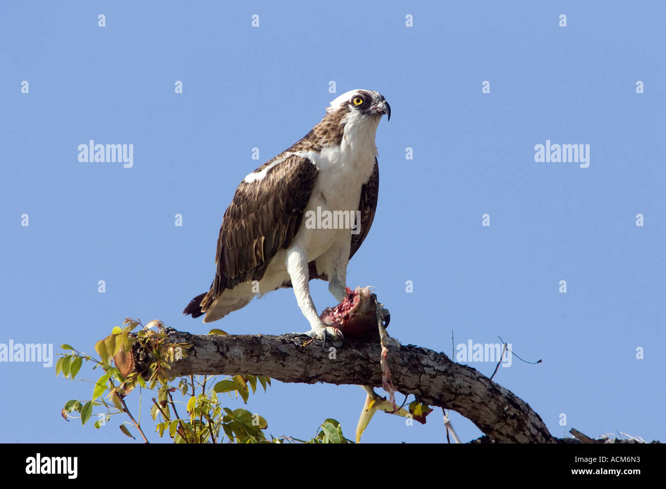 Osprey Pandion haliaetus eating a fish Stock Photo - Alamy
