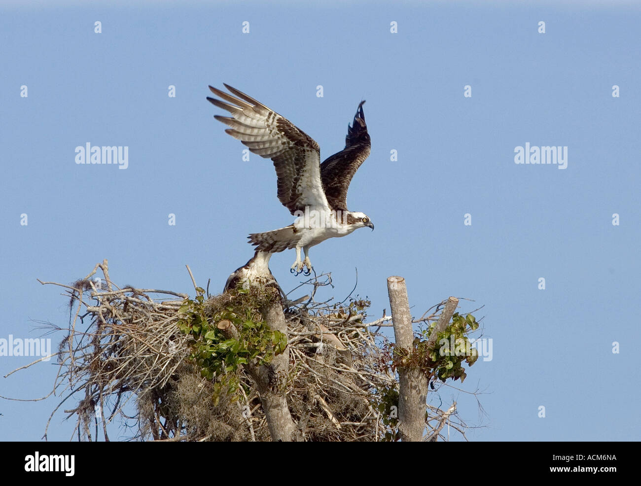 Osprey Pandion haliaetus flying by its nest Stock Photo - Alamy