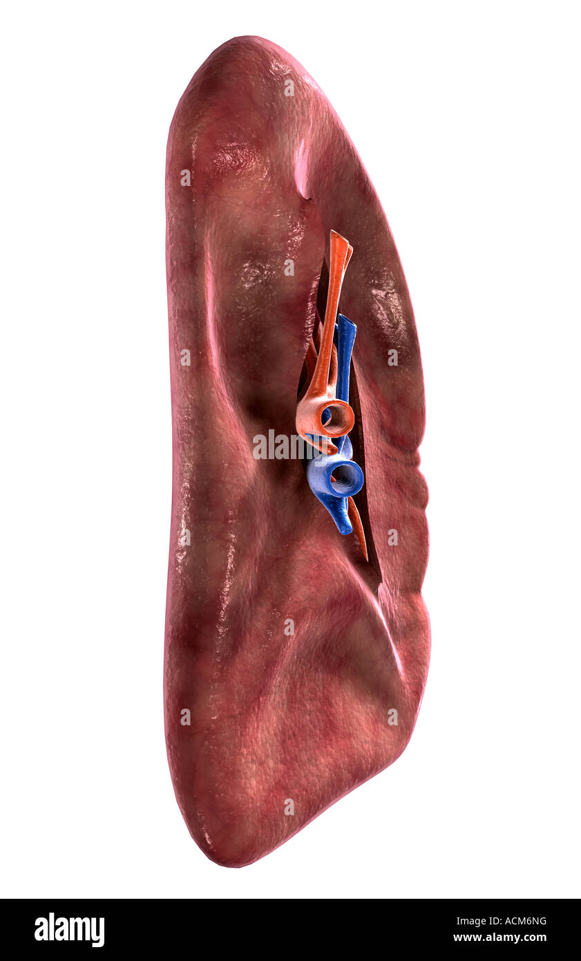 Splenic artery hi-res stock photography and images - Alamy