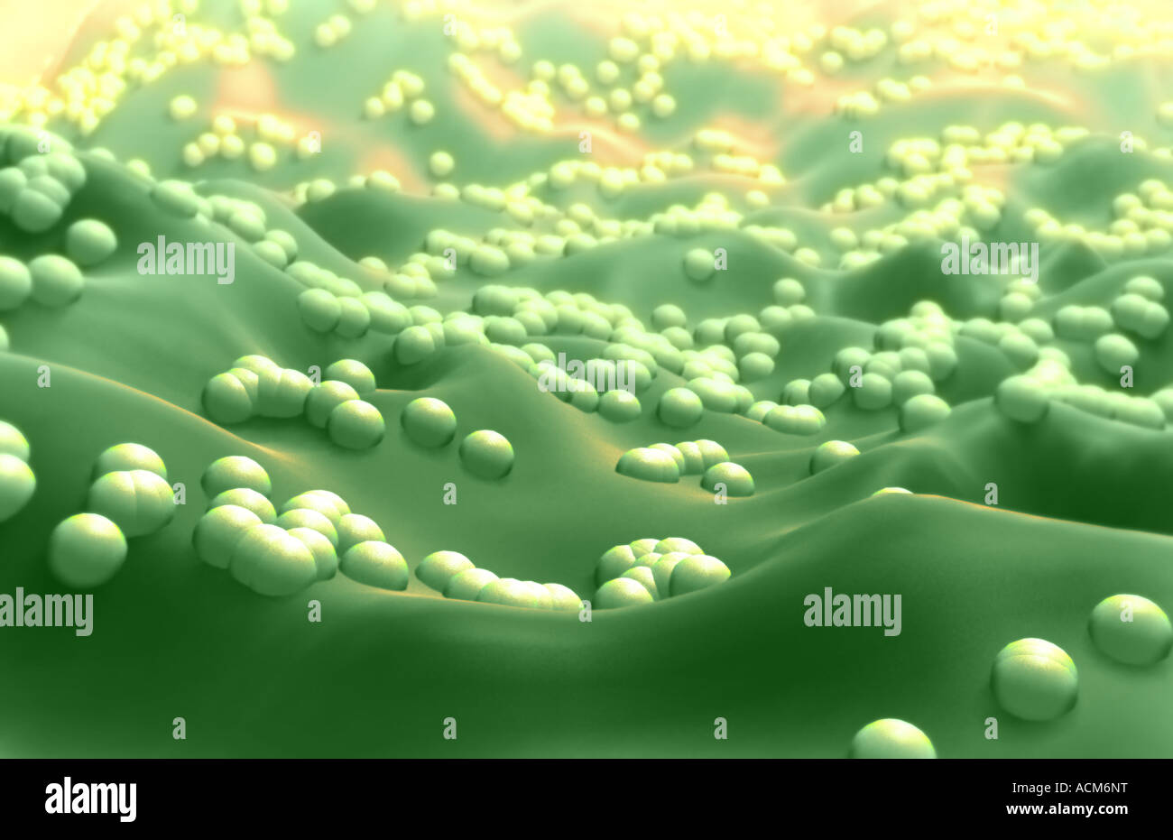 Cocci bacteria hi-res stock photography and images - Alamy