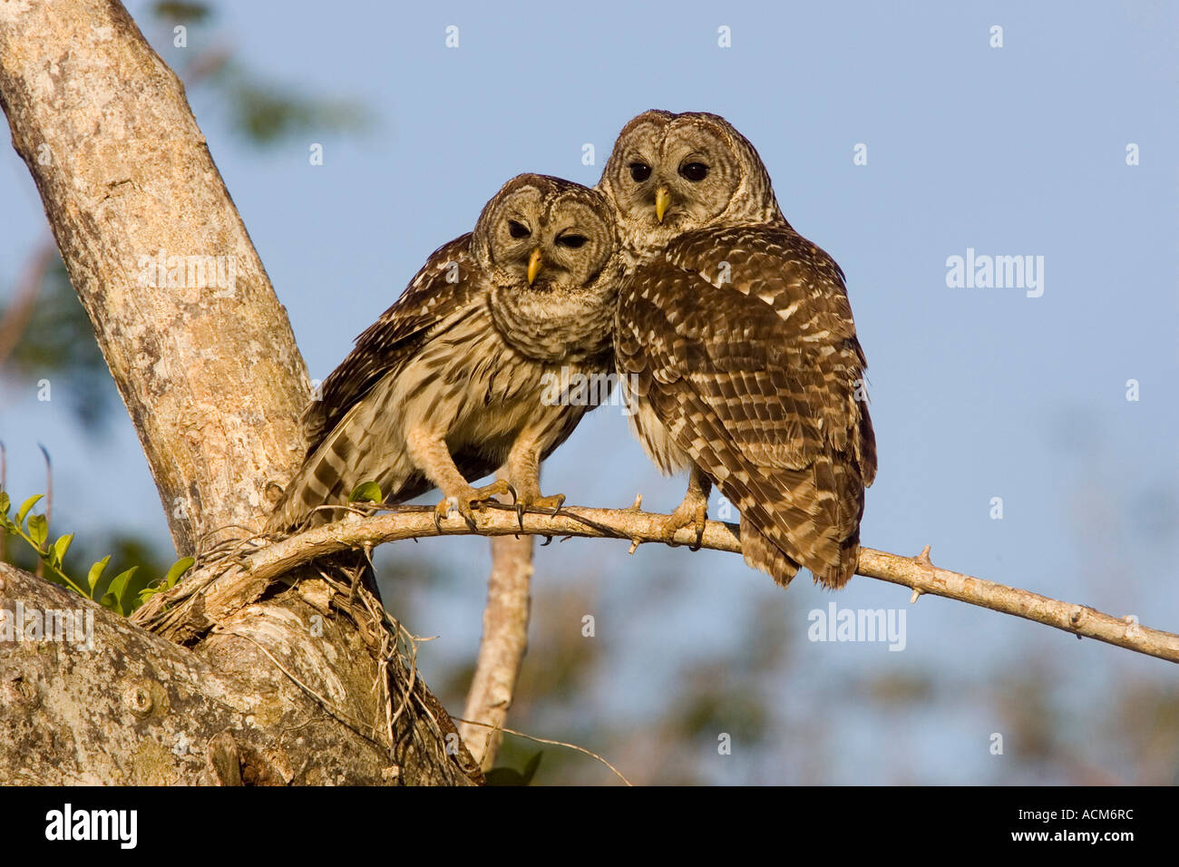 Barred Owl Strix varia pair bonding Stock Photo - Alamy