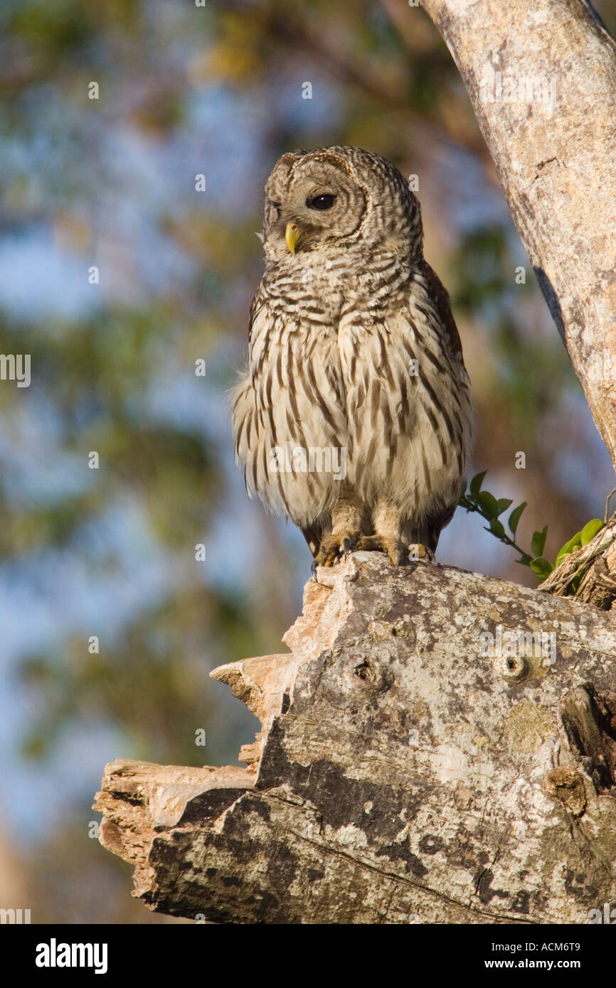 Strix owls hi-res stock photography and images - Alamy