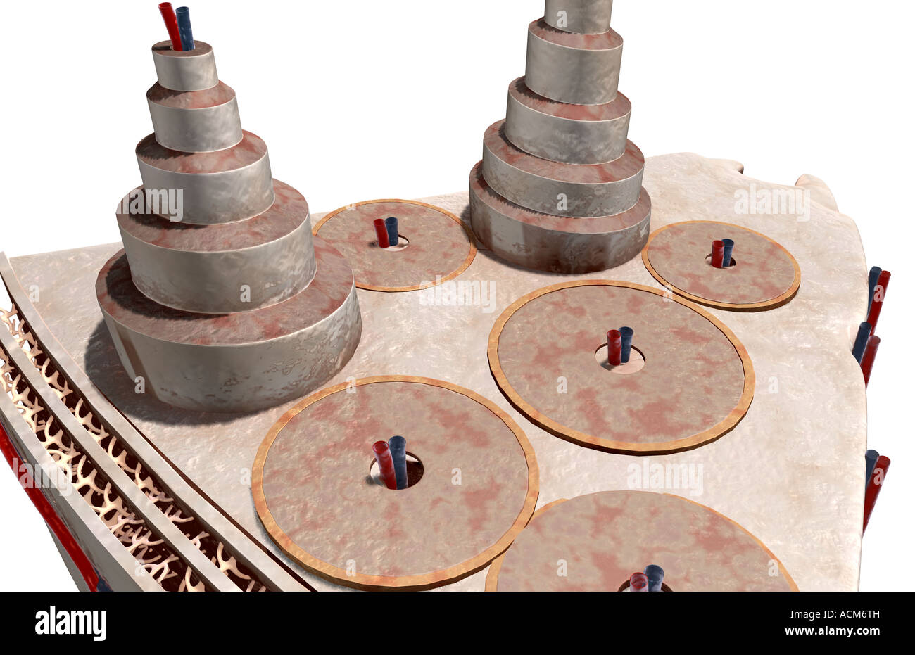 The internal structure of bone Stock Photo - Alamy