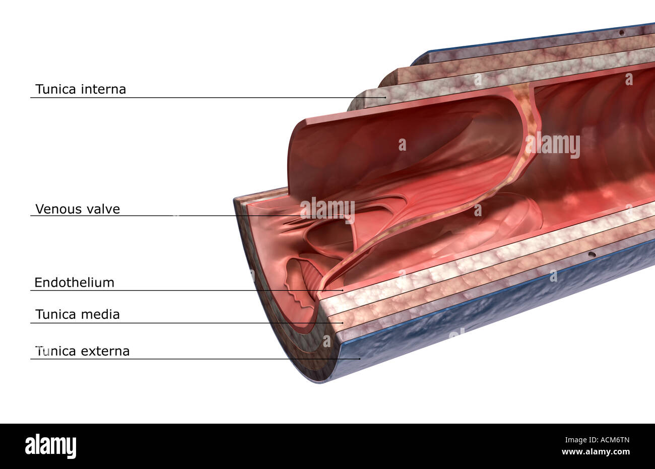 Tunica externa hi-res stock photography and images - Alamy