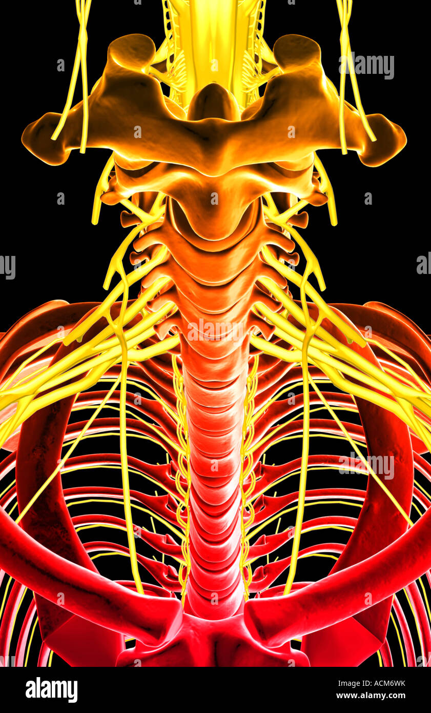 Nerves of the upper body Stock Photo - Alamy