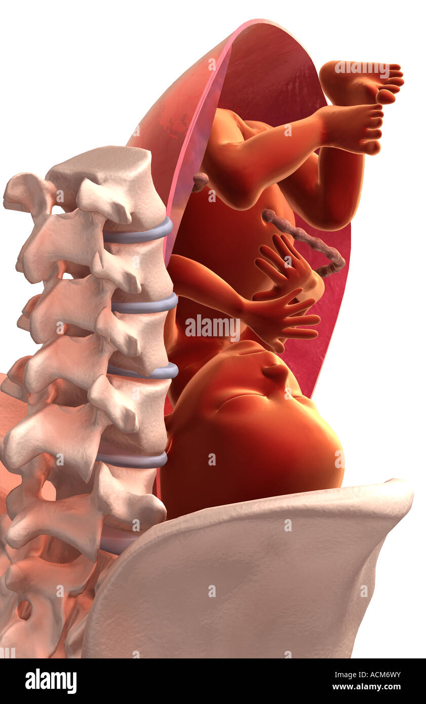 Foetus skeleton hi-res stock photography and images - Alamy