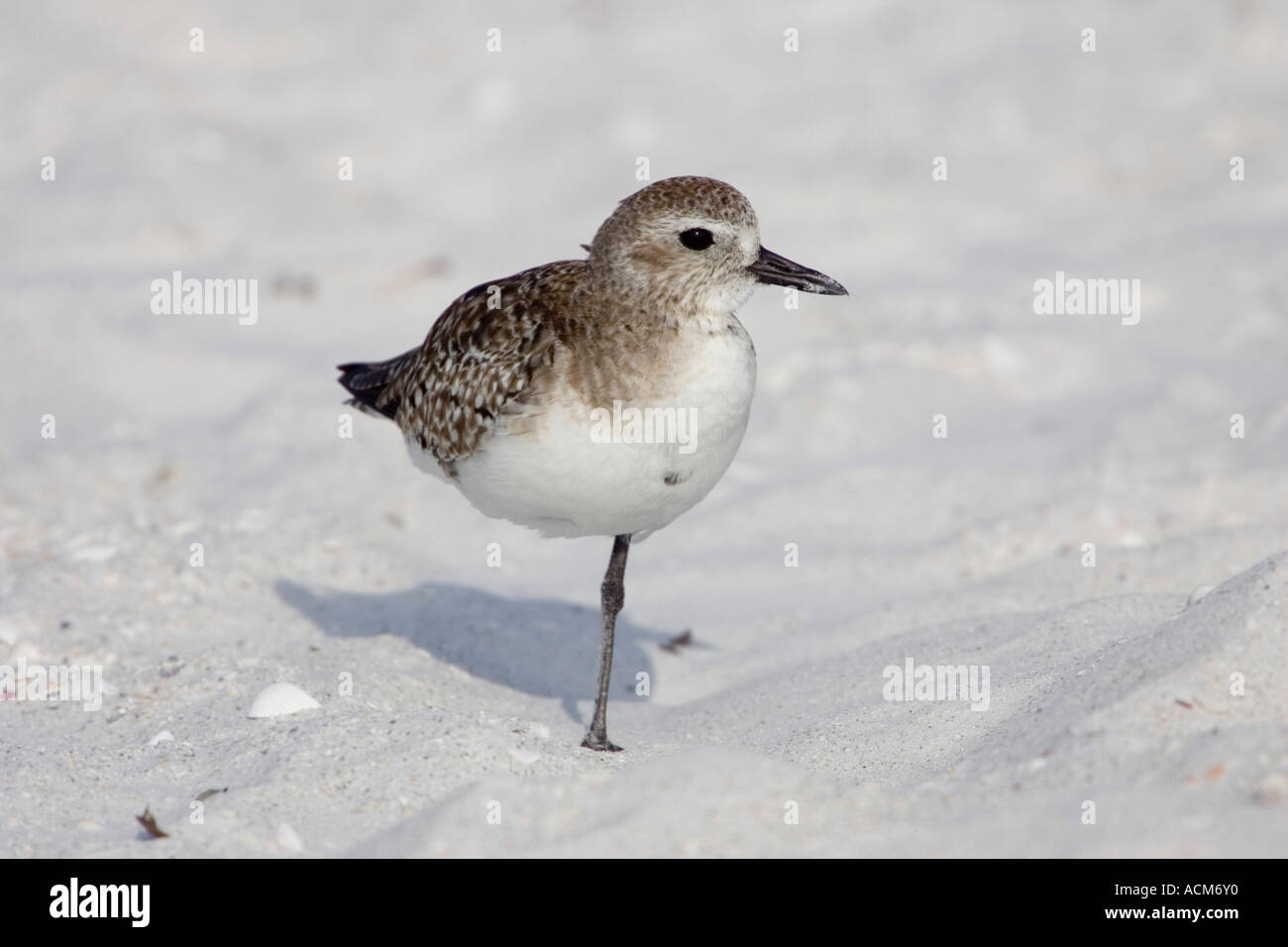Grey or black bellied plover pluvialis squatarola standing on one leg ...