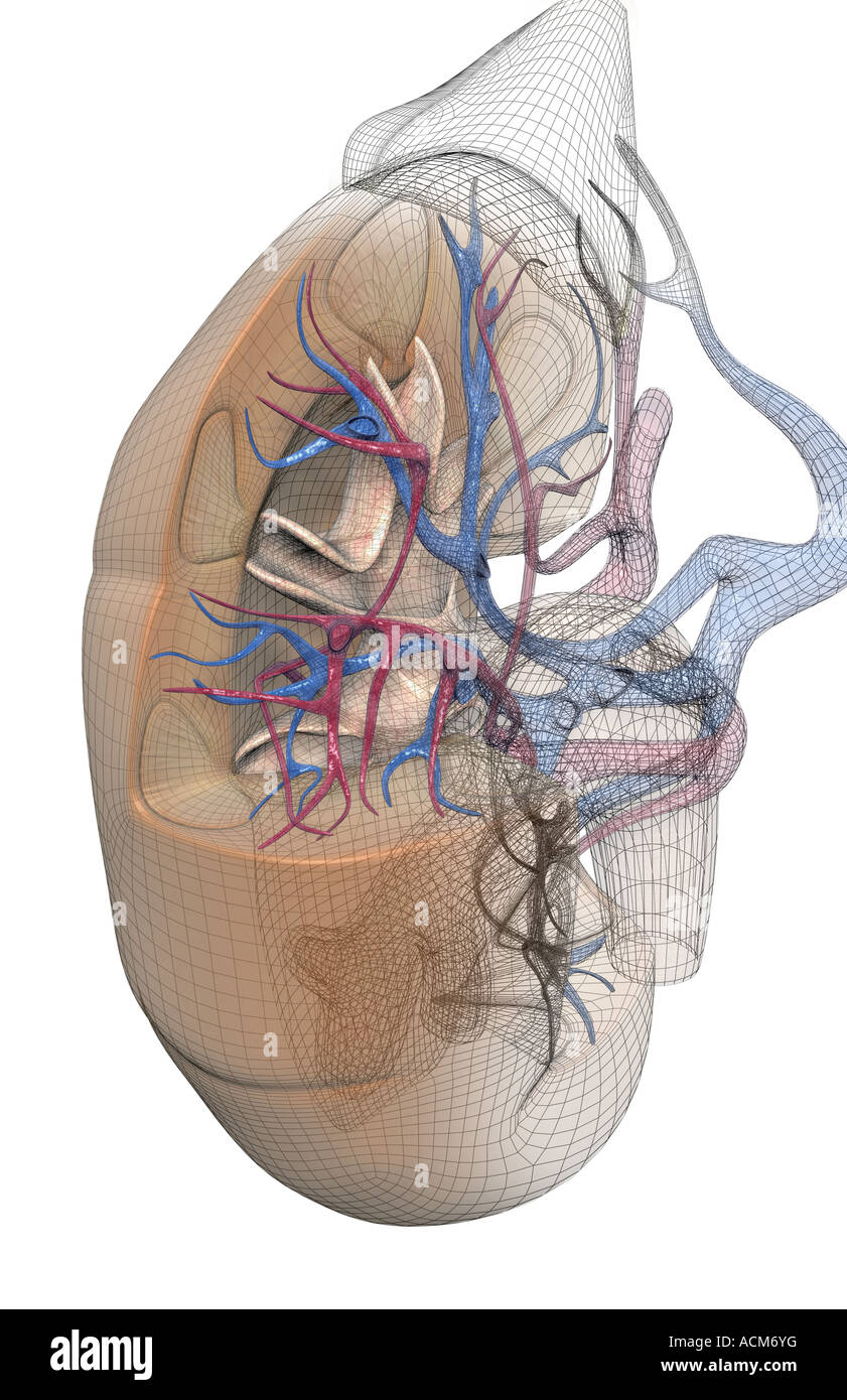 Human kidneys blood vessels hi-res stock photography and images - Alamy