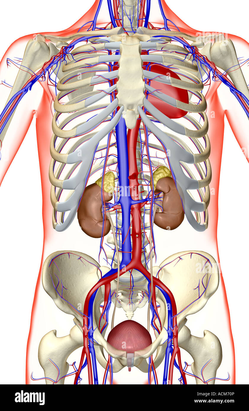 The urinary system Stock Photo - Alamy