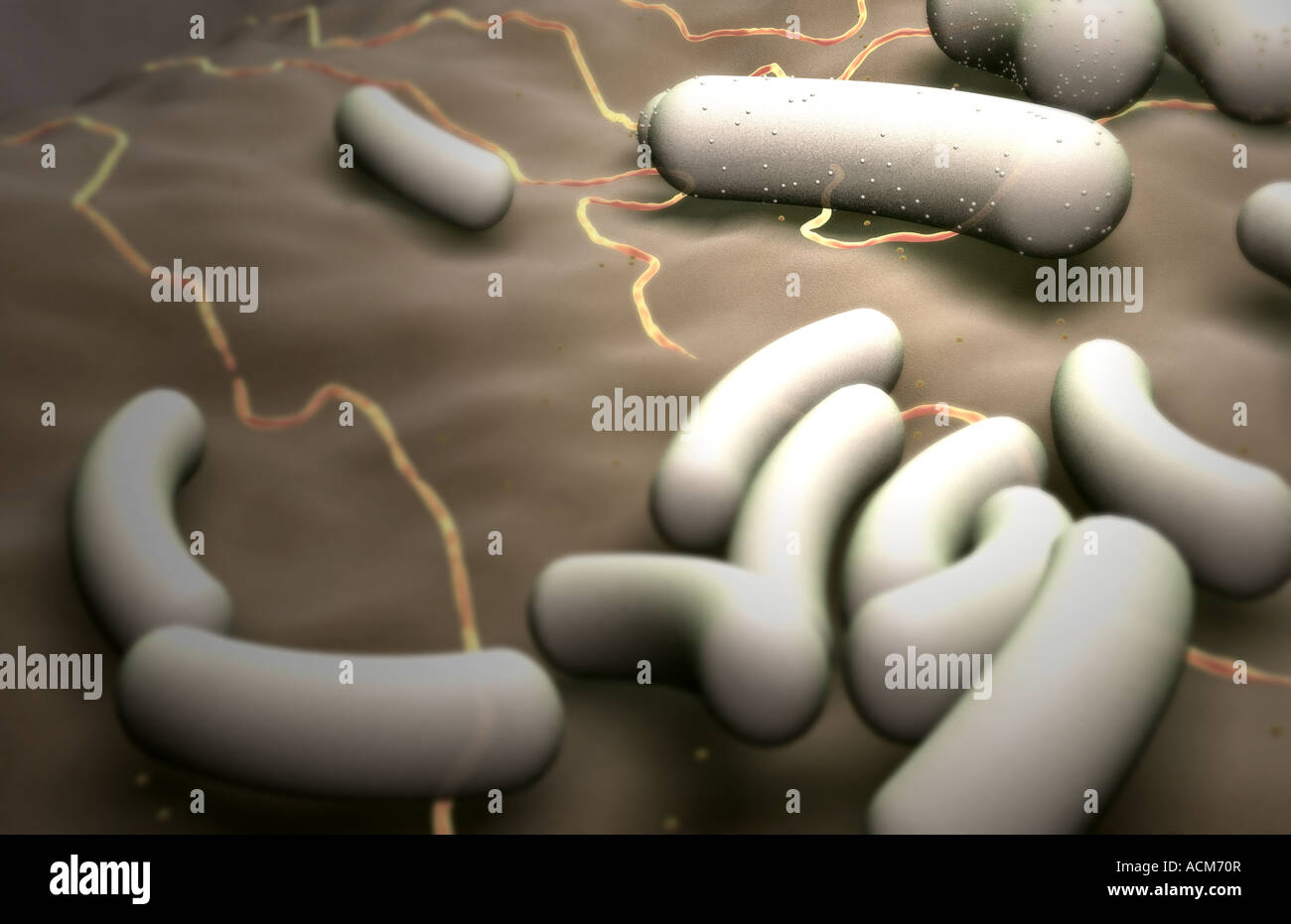 Escherichia Coli Bacterium Stock Photos & Escherichia Coli Bacterium ...