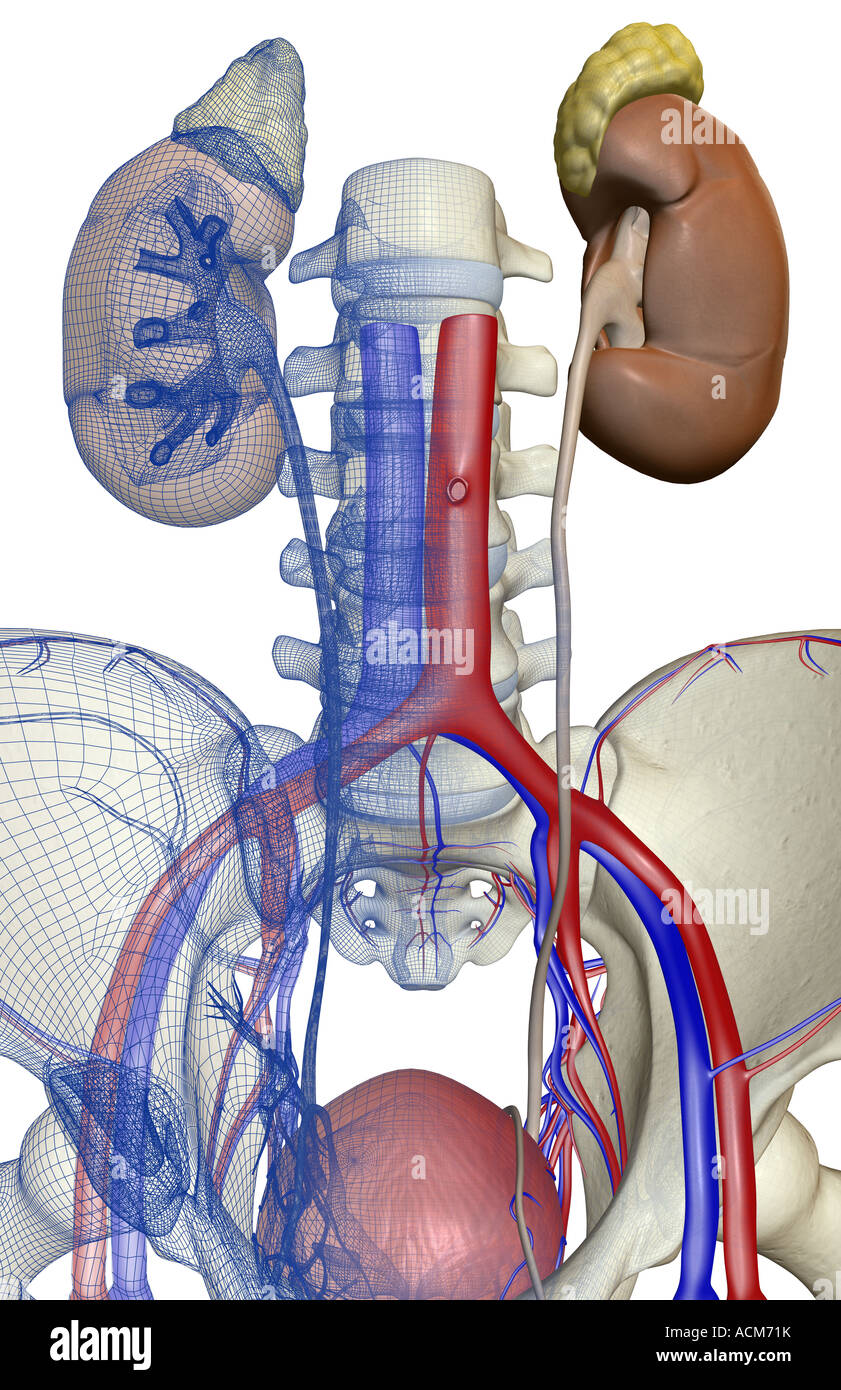 Urinary system hi-res stock photography and images - Alamy