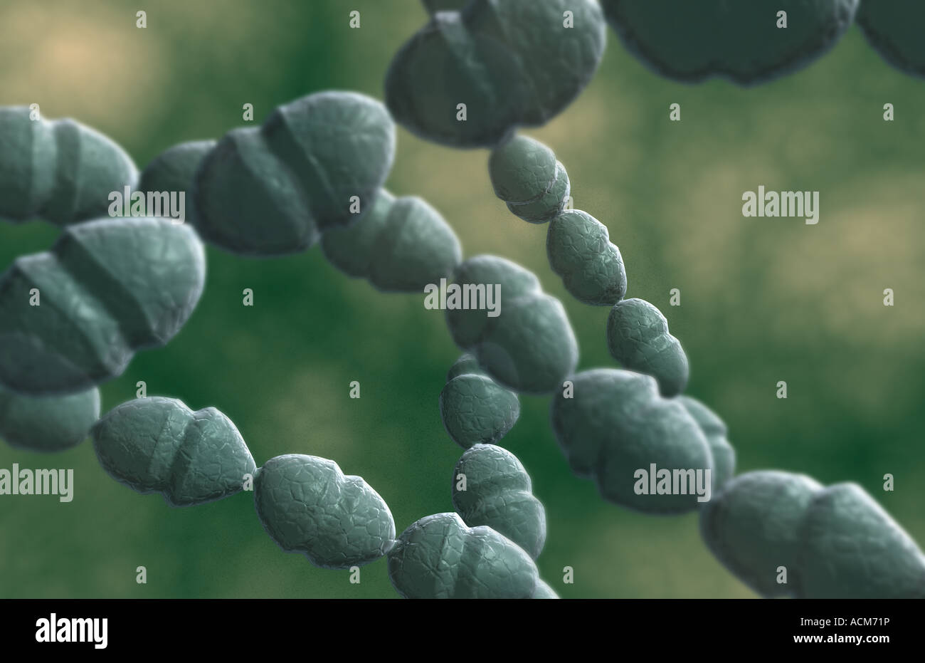 Streptococcus mutans bacteria hi-res stock photography and images - Alamy