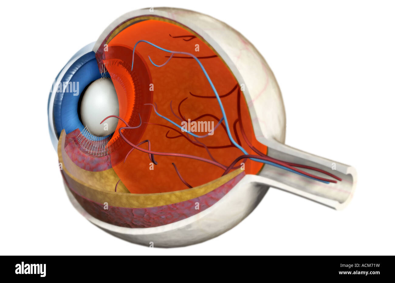 Structure of the eye Stock Photo - Alamy