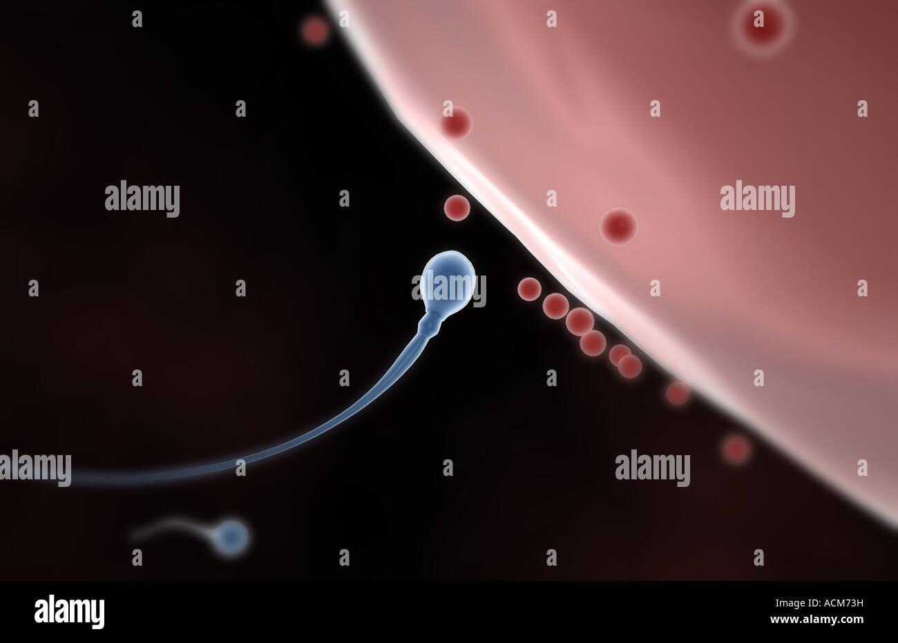 Fertilisation human egg illustration hi-res stock photography and ...