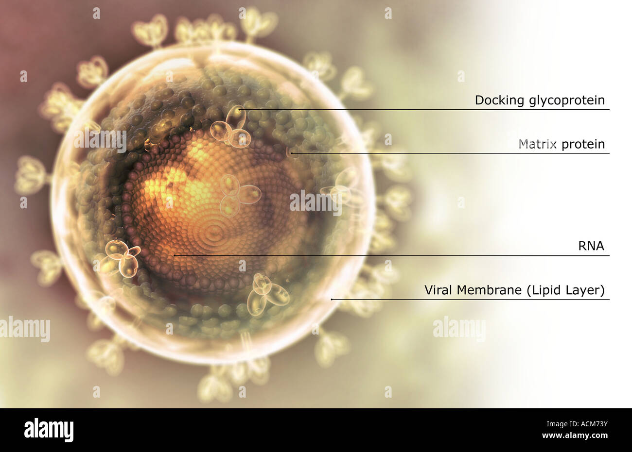 The structure of HIV Stock Photo - Alamy