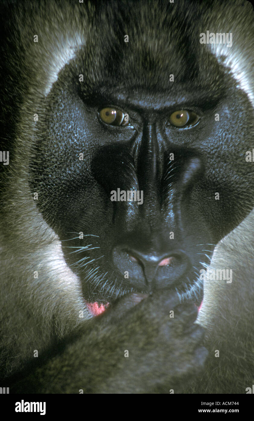 Baboon Face High Resolution Stock Photography and Images - Alamy