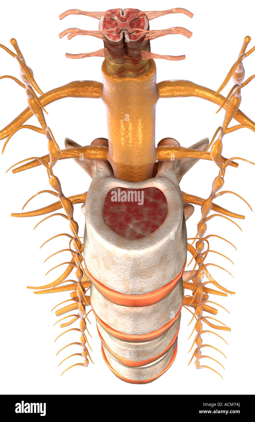 Dorsal view of spinal cord hi-res stock photography and images - Alamy Dorsal view of spinal cord hi-res stock photography and images - Alamy