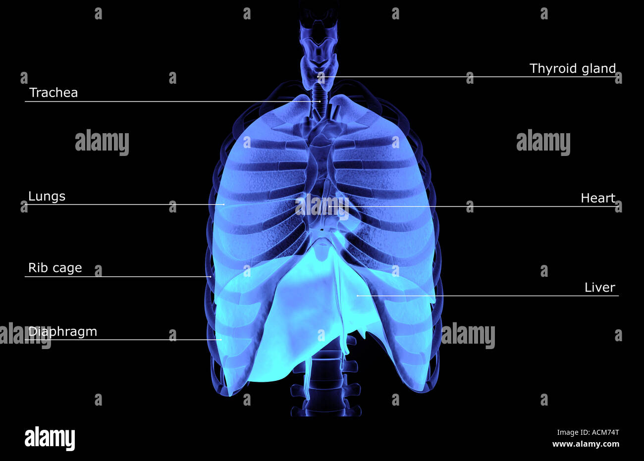 The respiratory system Stock Photo - Alamy