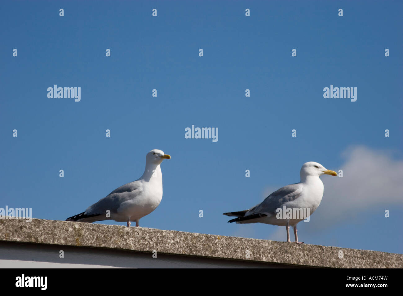 Seagulls at Ayr Scotland UK Europe Stock Photo - Alamy