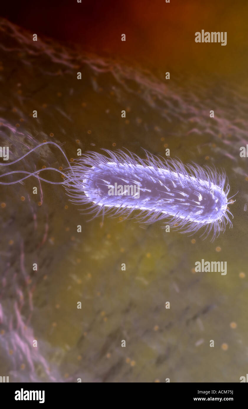 H pylori hi-res stock photography and images - Alamy