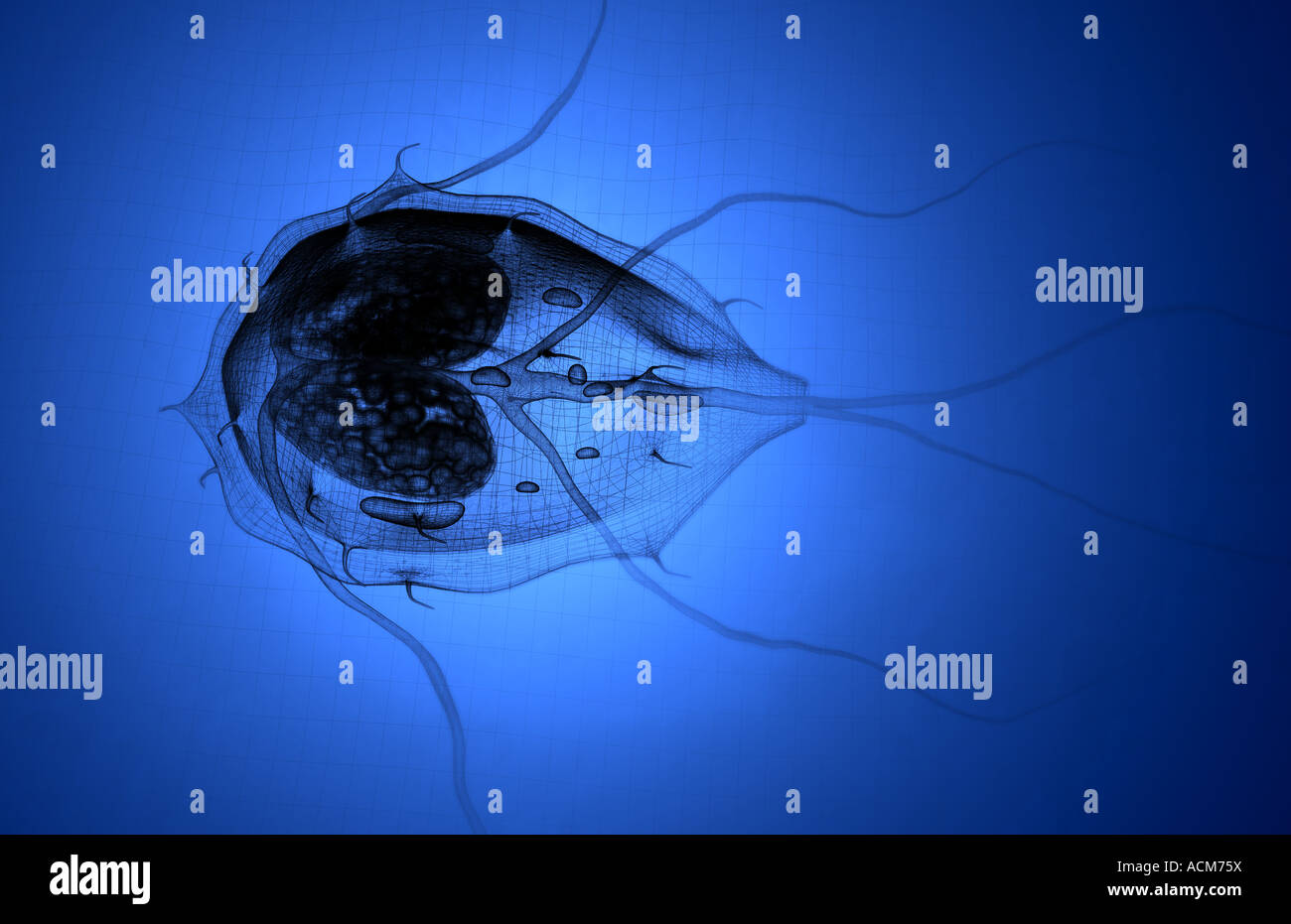 Giardiasis Stock Photo - Alamy