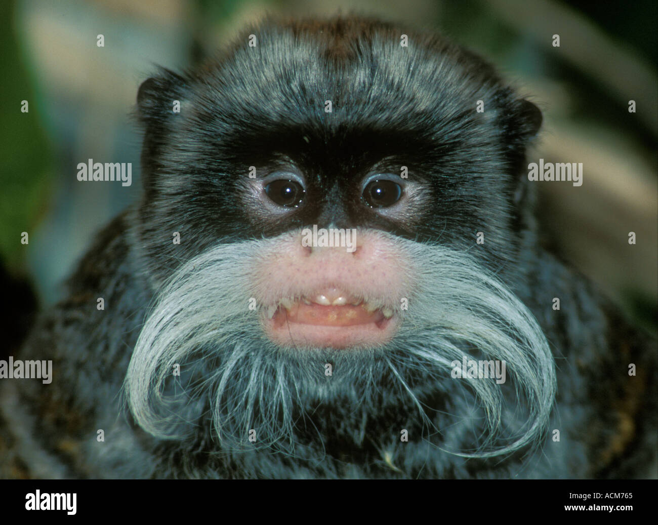 EMPEROR TAMARIN (Saguinus imperator) Portrait of captive, Native to ...