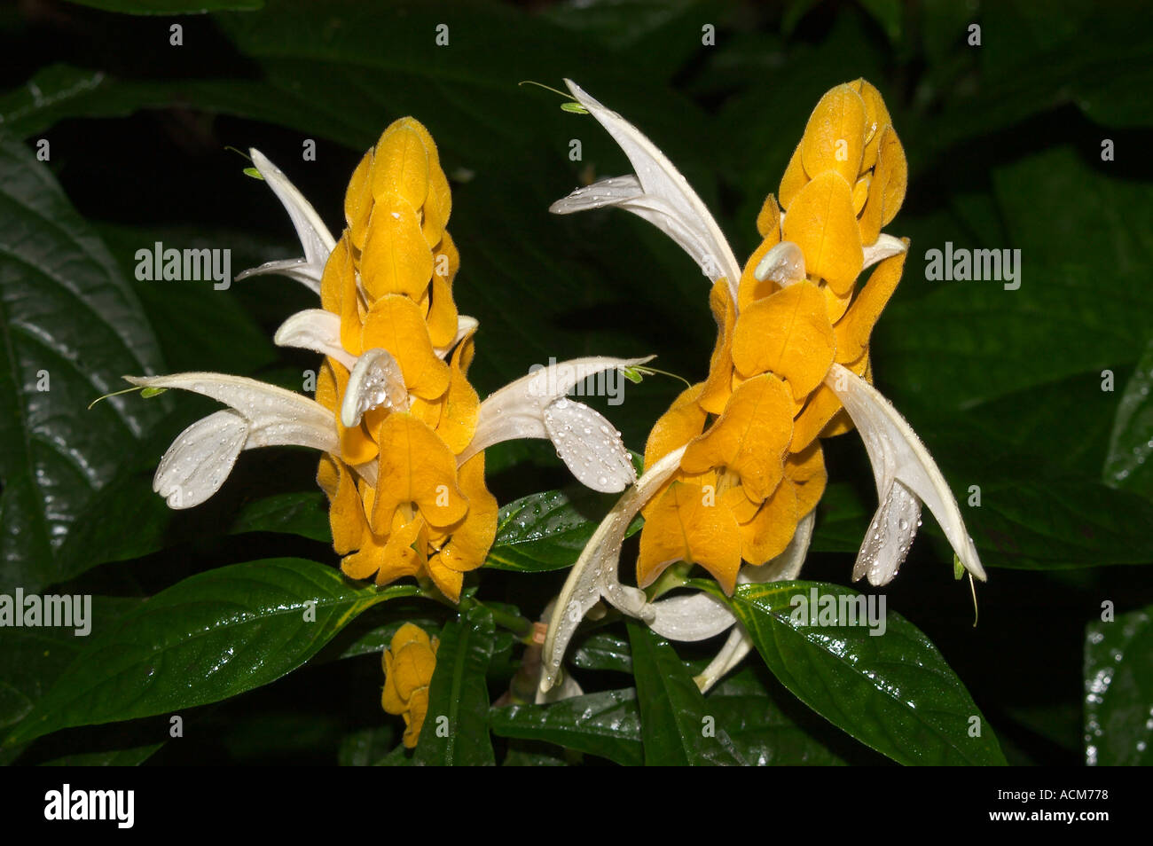 SHRIMP PLANT Pachystachys lutea Acanthaceae Tropical America Kew ...
