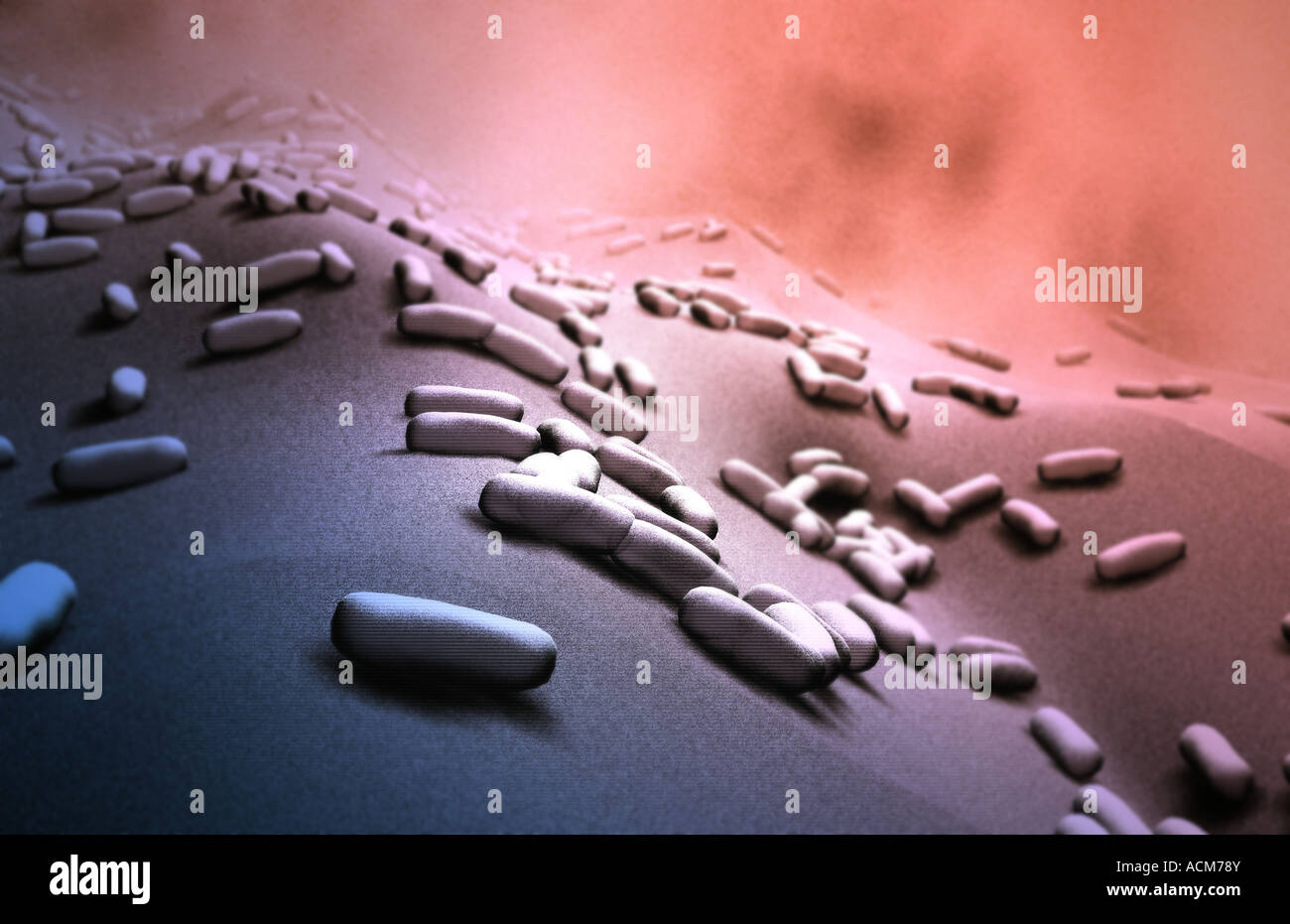 Rod shaped bacteria Stock Photo - Alamy