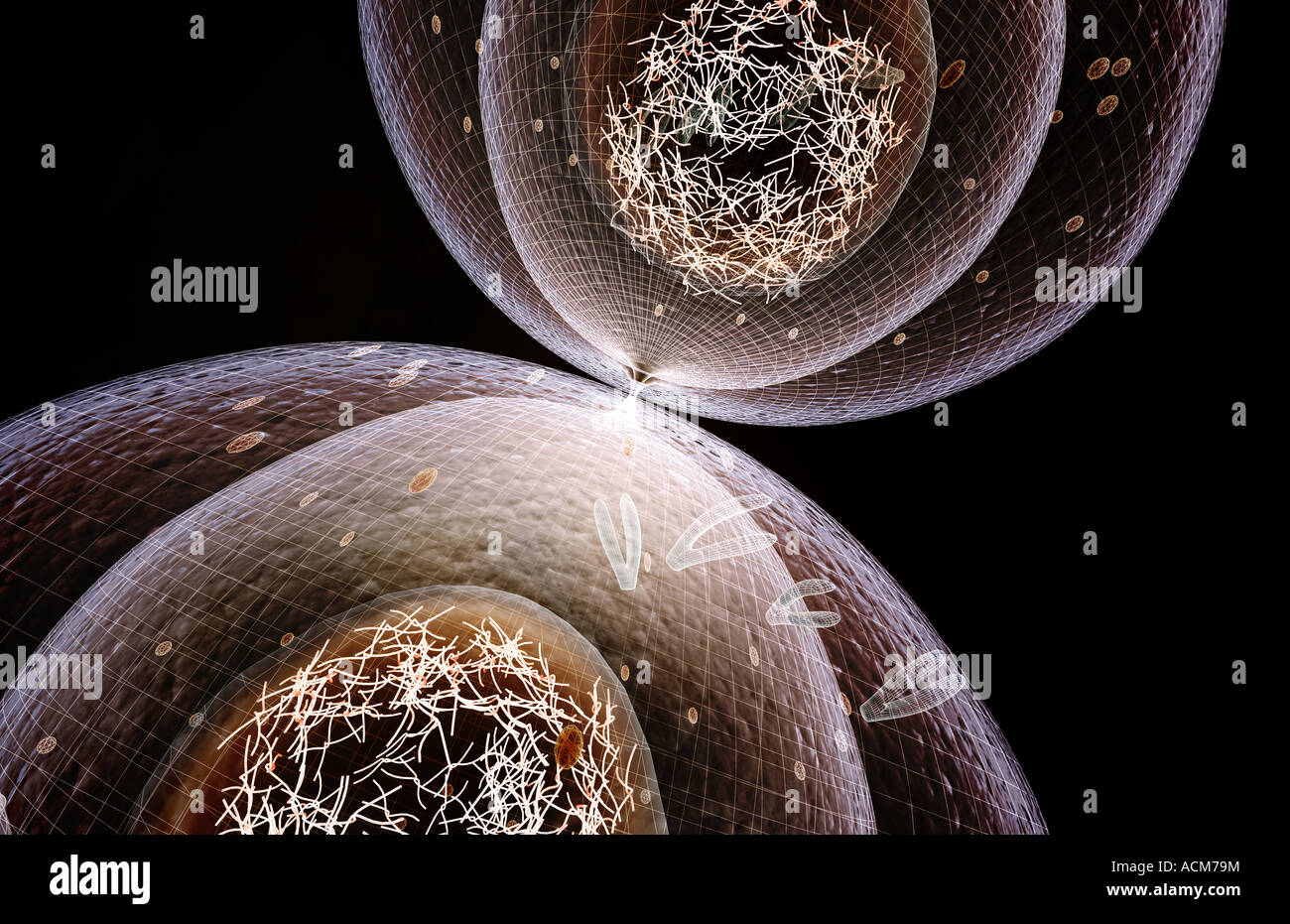 Cell mitosis hi-res stock photography and images - Alamy