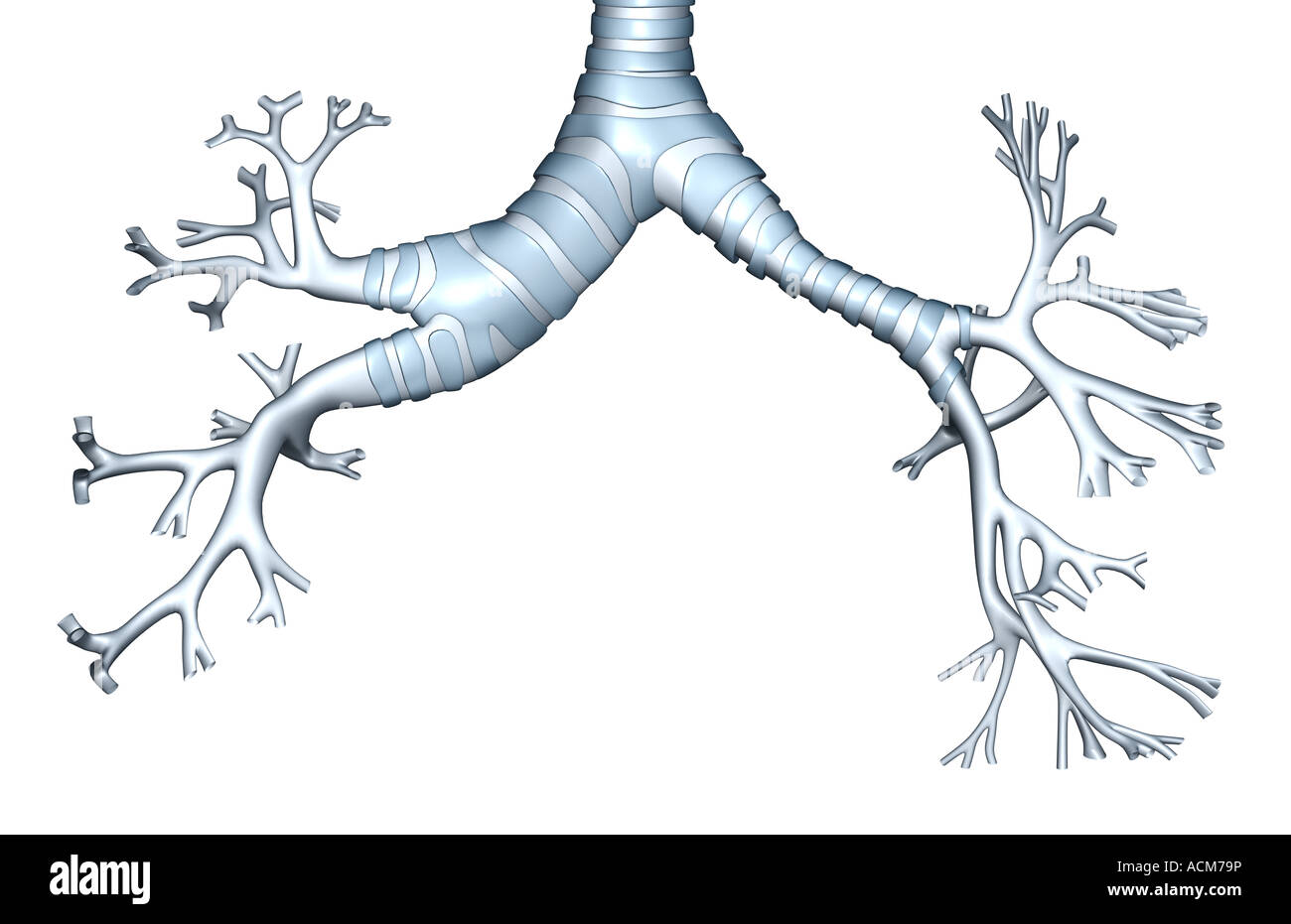 Bronchial Tree Anatomy Labeled