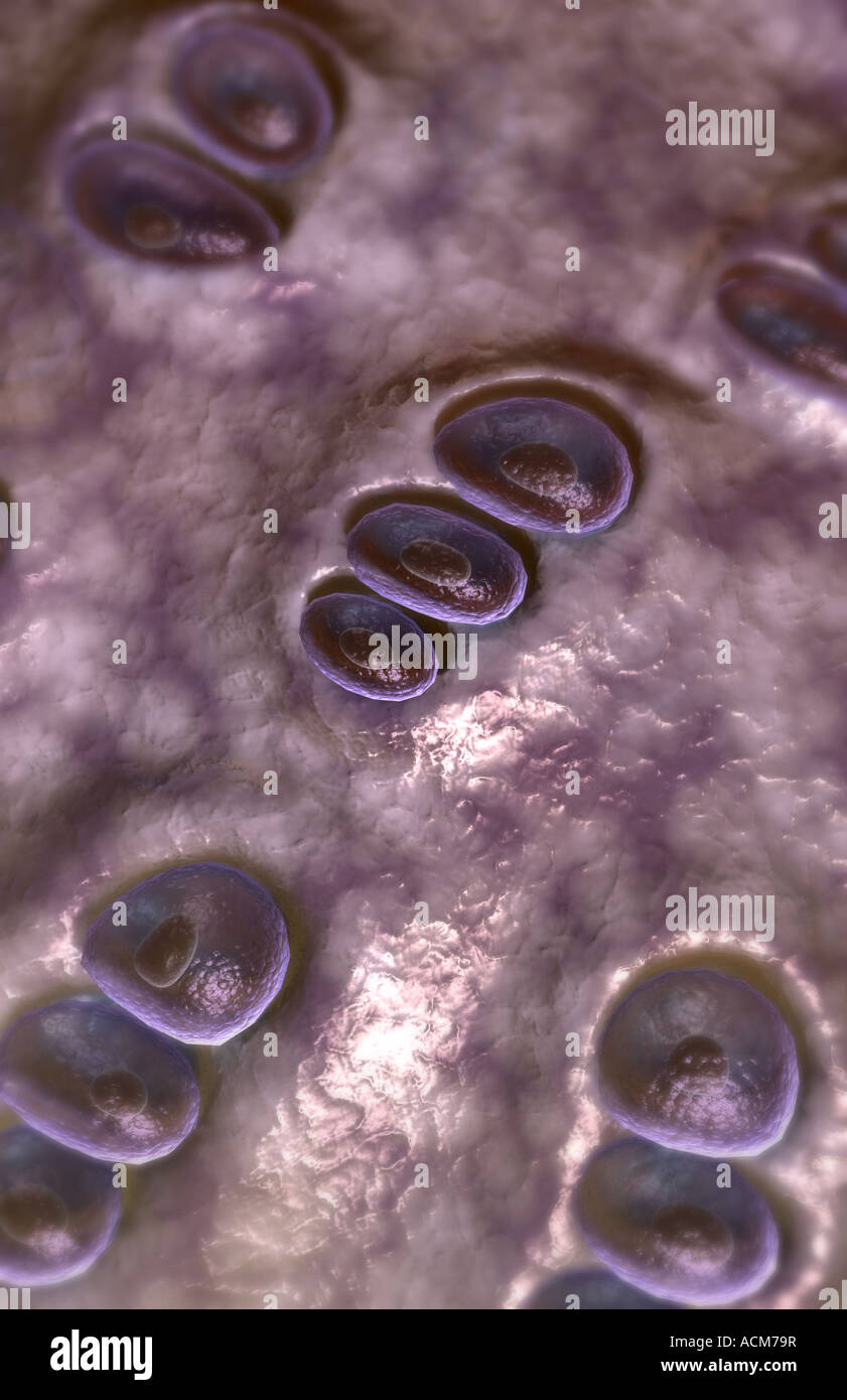 Hyaline cartilage hi-res stock photography and images - Alamy