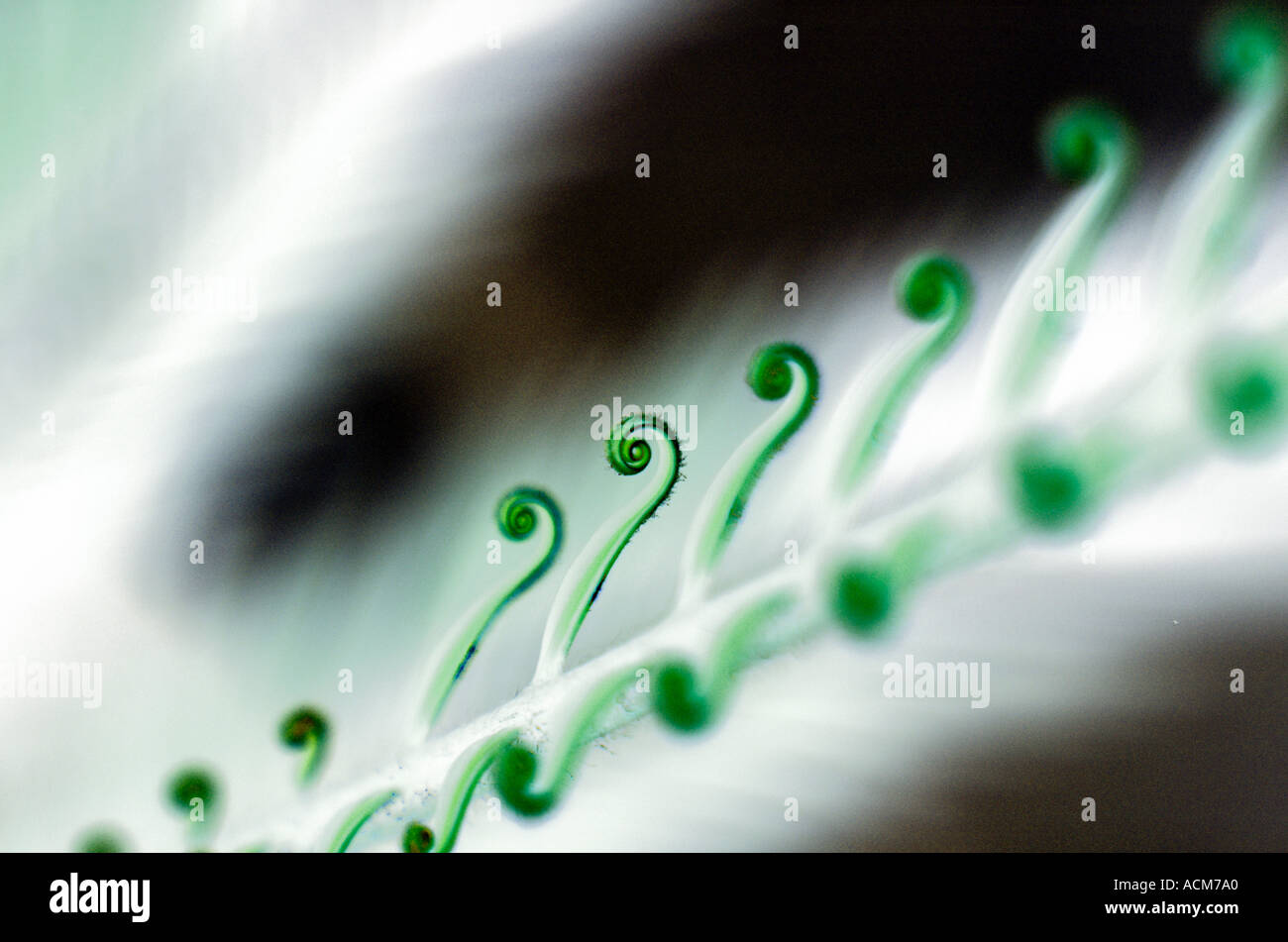 Rolled fern leaves hi-res stock photography and images - Alamy