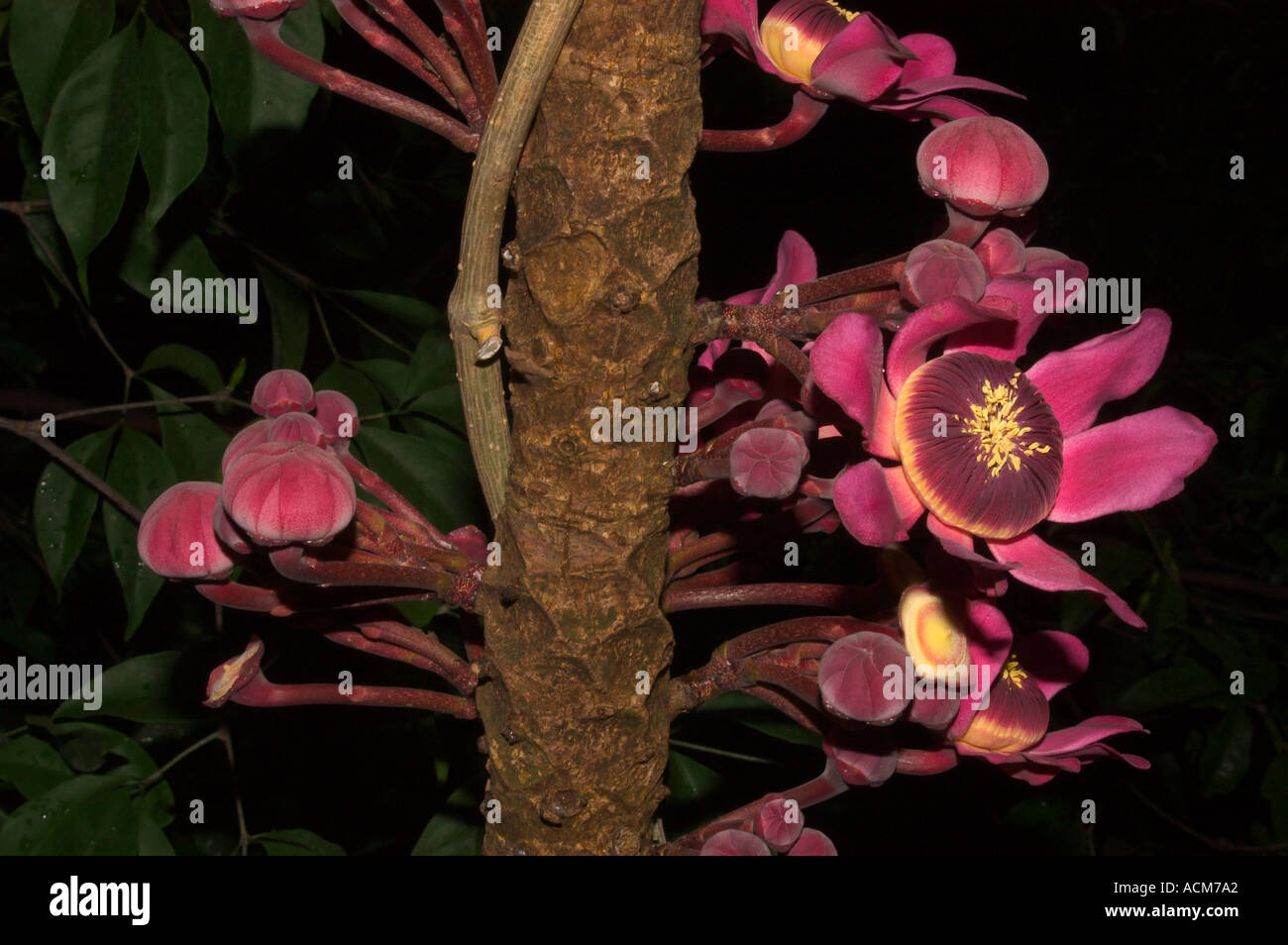 TROPICAL TREE FLOWER (Gustavia sp.) Cauliflourous and grows on trunk of ...