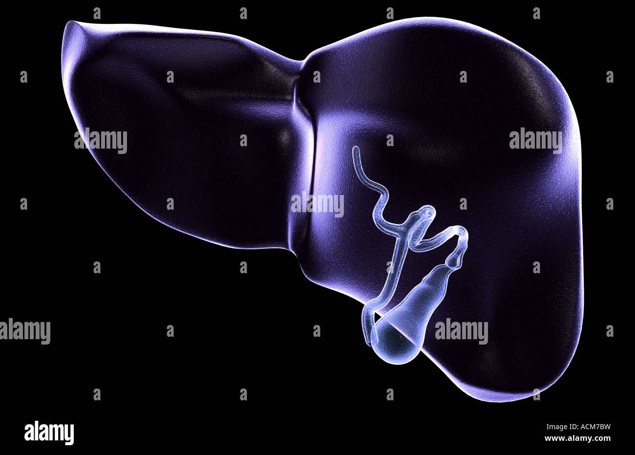 Bile duct hi-res stock photography and images - Alamy