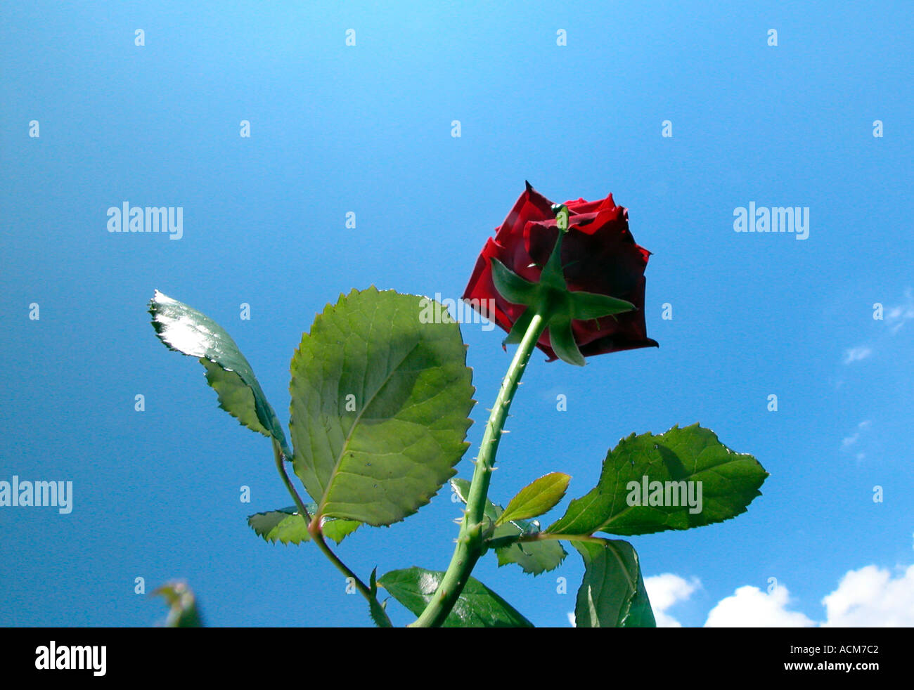 Red rose colour hi-res stock photography and images - Alamy