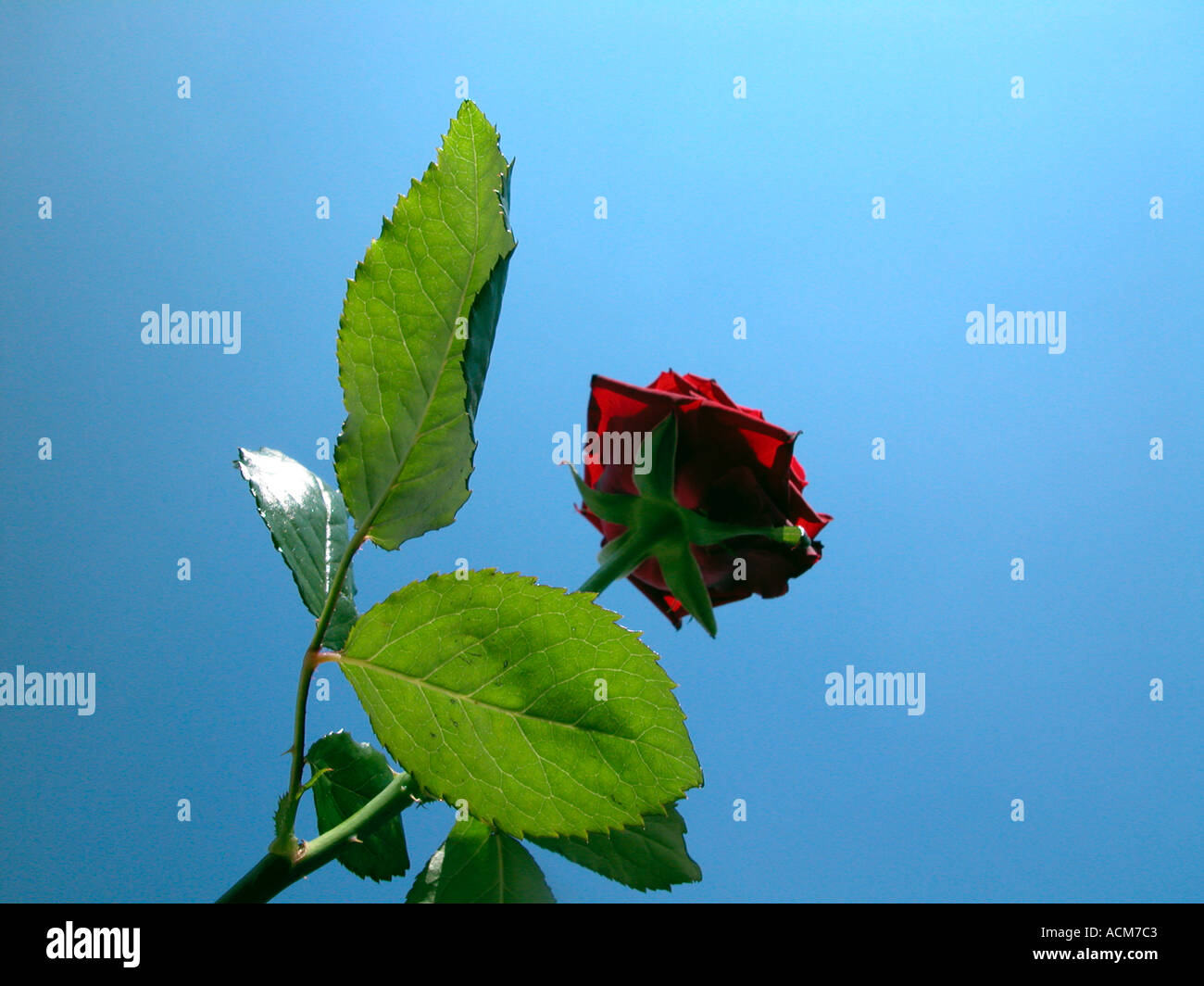 Rose red colour hi-res stock photography and images - Alamy