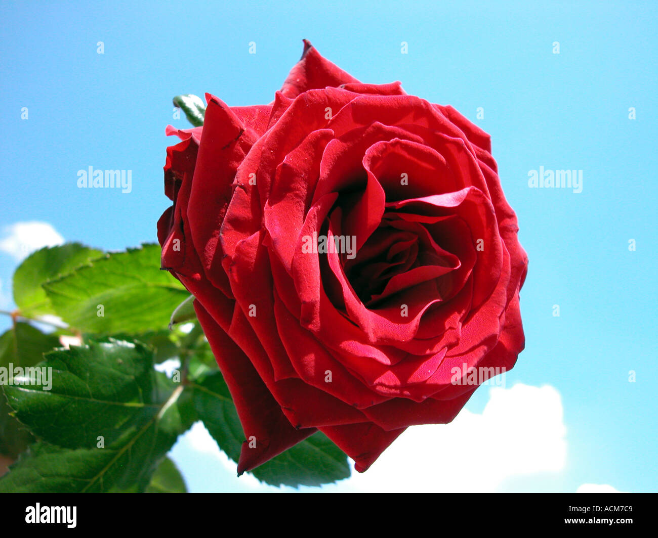 Rose red colour hi-res stock photography and images - Alamy