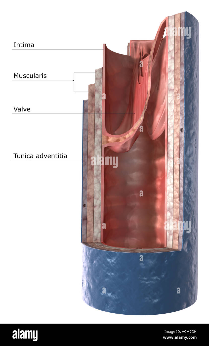 The structure of the vein wall Stock Photo - Alamy