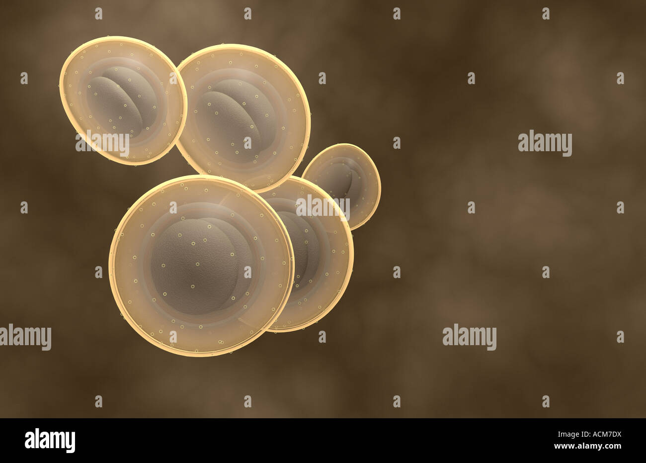 The structure of MRSA Stock Photo - Alamy
