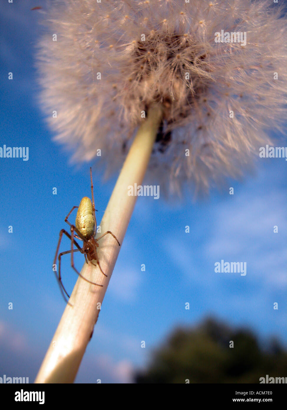 Spider stem hi-res stock photography and images - Alamy