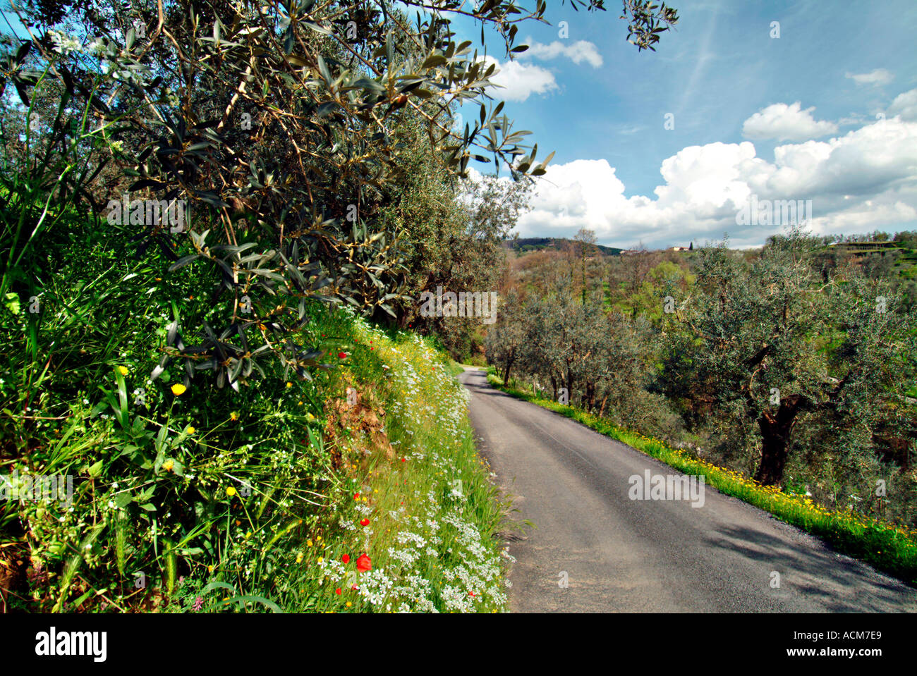 road through gardens with olive trees and meadows in the springtime in ...