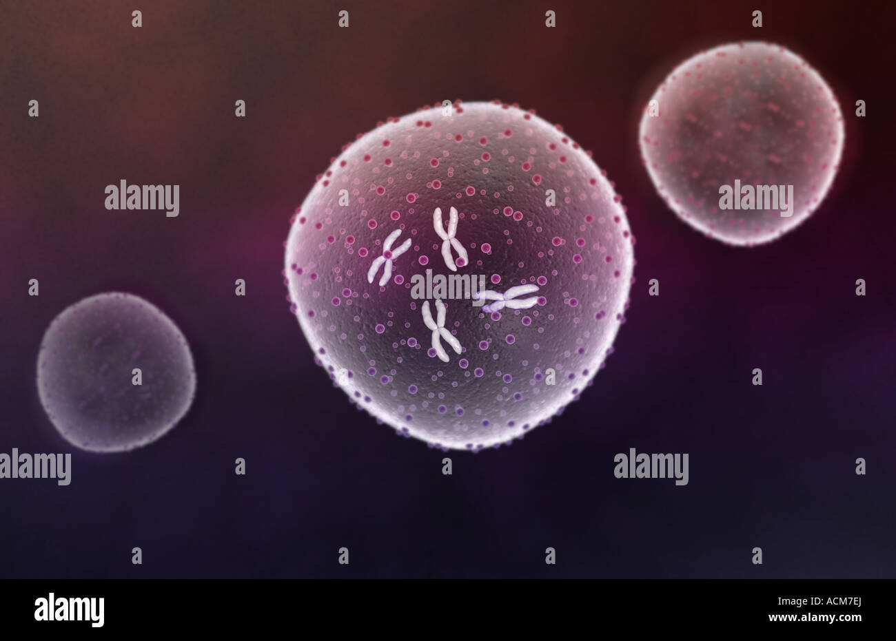 Prophase mitosis hi-res stock photography and images - Alamy
