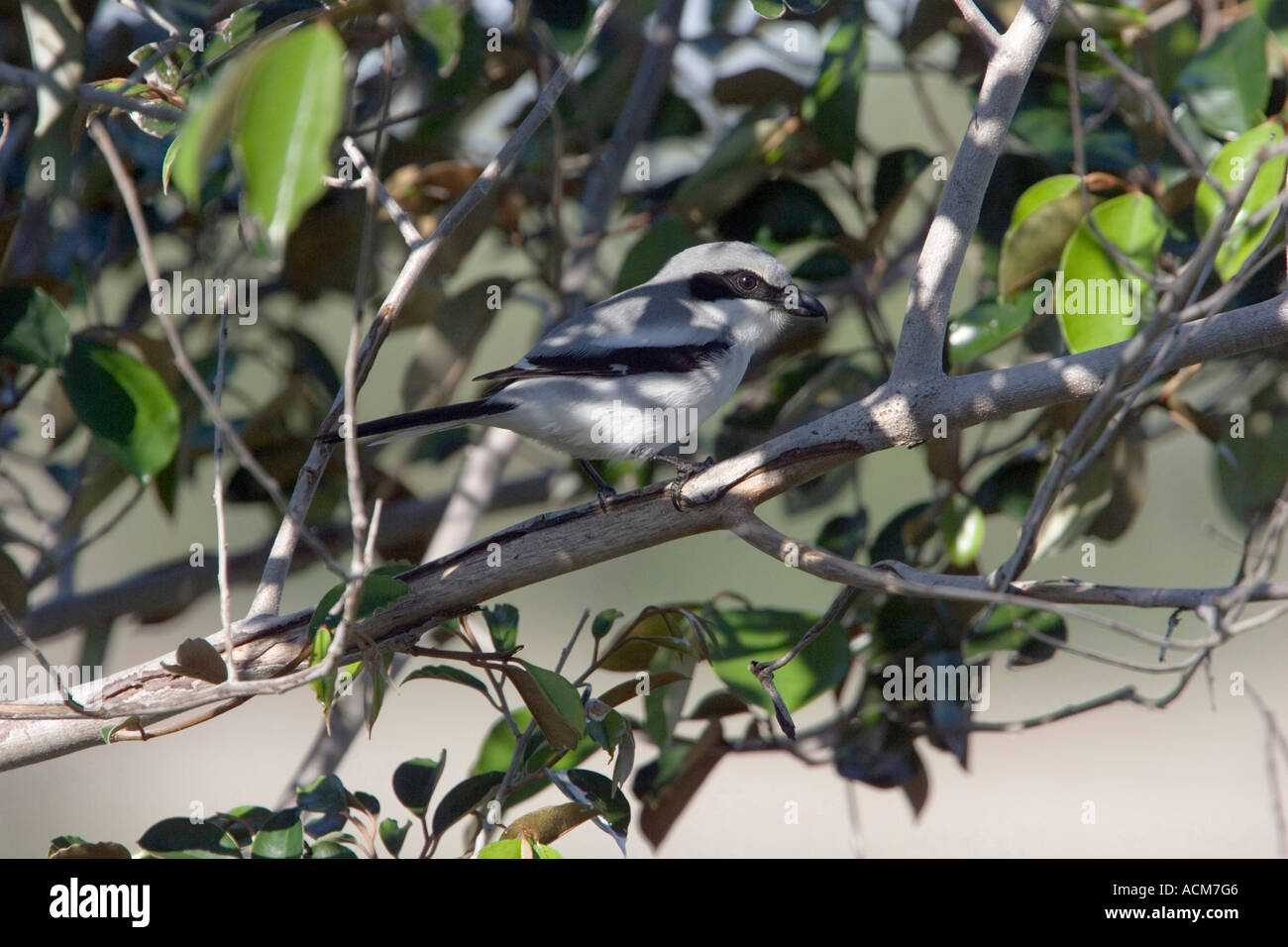Loggerhead Shrike Lanius ludovicianus Stock Photo - Alamy