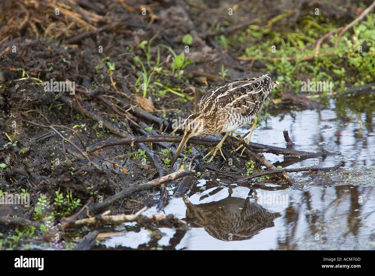 Common Snipe Gallinago gallinago delicata American race Stock Photo - Alamy