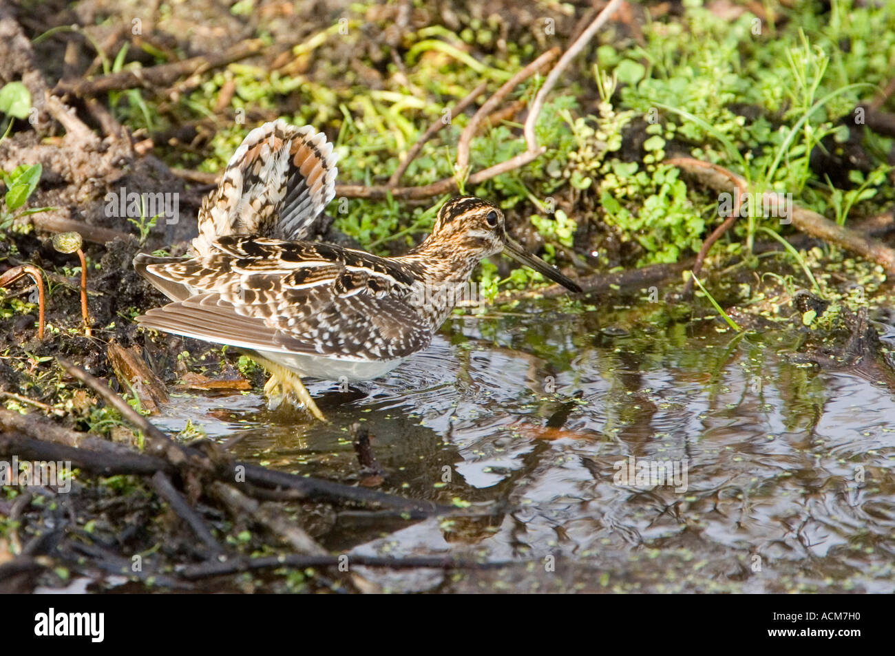 Common Snipe Gallinago gallinago delicata American race showing fan ...