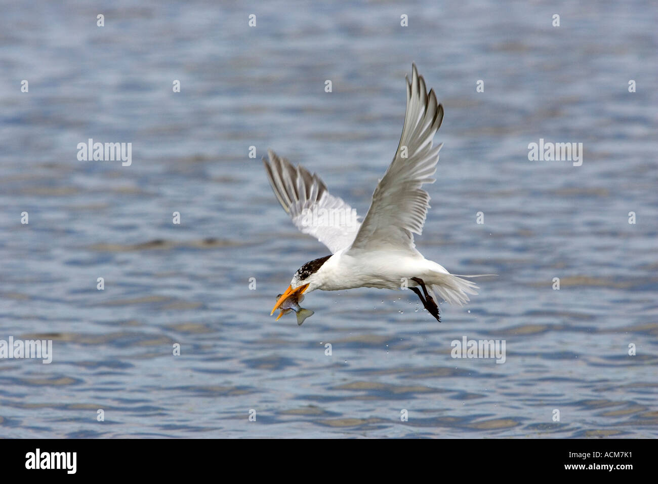 Royal Tern Sterna Maxima in flight with fish Florida Stock Photo - Alamy