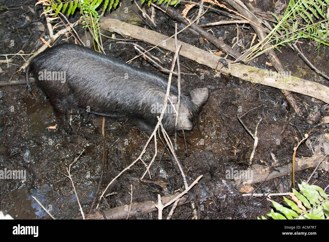 Feral pig in florida hi-res stock photography and images - Alamy
